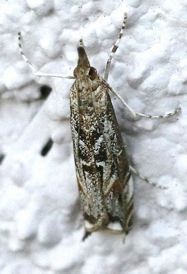 Flying Insect Bugguide Net