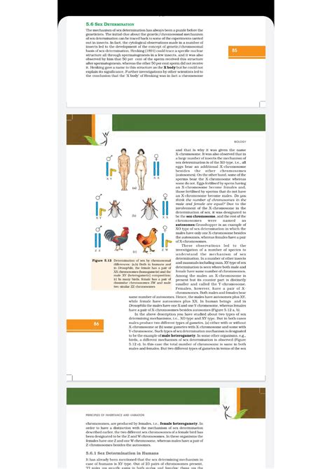 Sex Determination Its Lecture Notes Zoology Studocu