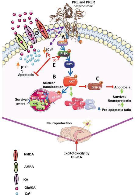 Neuroprotection Mediated By Prolactin During Excitotoxicity New Functions And Insights Intechopen
