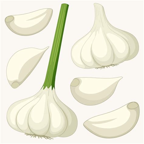 고립 된 만화 스타일의 마늘 프리미엄 벡터