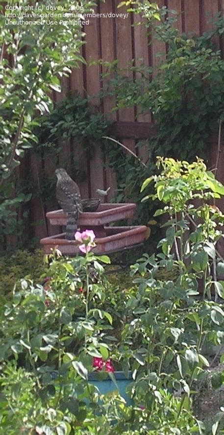 Wildlife Gardening Ethical Questionfeeding Hawk 1 By Dovey