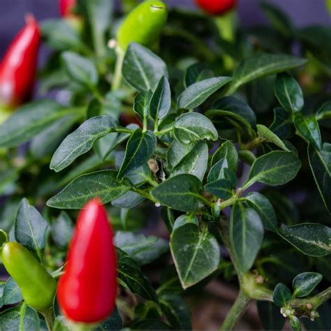 Why Ornamental Hot Chili Plants Make Great Bonchi The Bonchi Zone