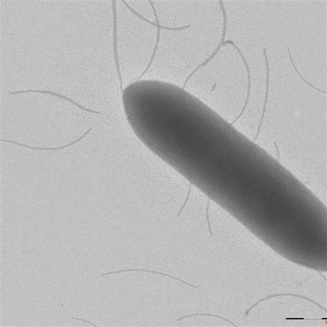Pdf Non Contiguous Finished Genome Sequence And Description Of Brevibacillus Massiliensis Sp Nov