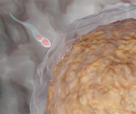 The Fertilization Process A Sperm Cell Joins With An Egg Stock
