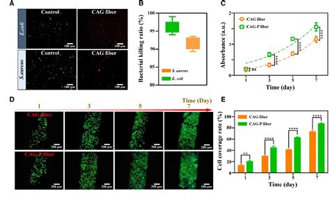 Figure 5 From Triple Layered Core Shell Fiber Dressings With Enduring Platelet Conservation And