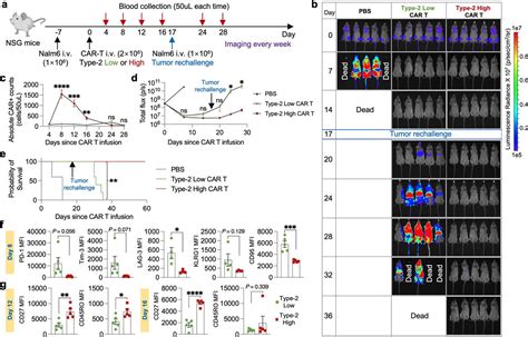 229 Large Scale Omics Profiling Reveals Type 2 Functionality Sustaining