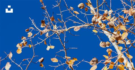 나뭇잎이 없고 배경에 푸른 하늘이 있는 나무 사진 Unsplash의 무료 파랑 이미지