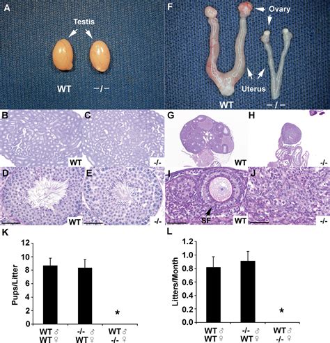 Lim Homeobox Gene Lhx8 Is Essential For Mouse Oocyte Differentiation And Survival1