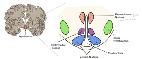 Feeding Behaviour Pt 2 Lecture 8 Flashcards Quizlet