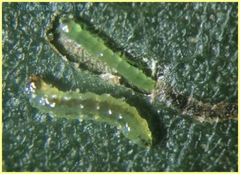 Diseases And Pests Of Willow