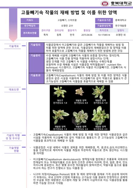 고들빼기속 작물의 재배 방법 및 이를 위한 양액 벨루션
