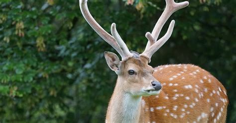 수원 광교저수지에 야생 사슴 출몰 산책하던 여성 사슴 뿔에 찔려 중상