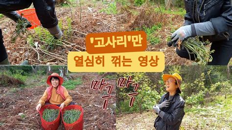 고사리만 열심히 꺾는 영상 다른 건 전혀 없습니다 Youtube