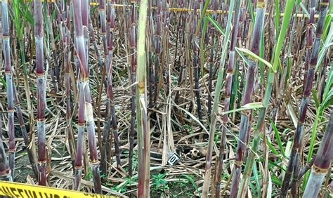 Kerangka Manusia Tanpa Busana di Kebun Tebu Gegerkan Warga Malang - KapanLagi.com