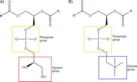 Structural Comparison Of Dopg And Dopc Lipid Headgroups Dopg A