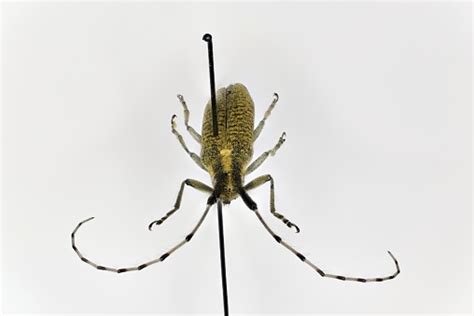 황금빛 꽃이 만발한 회색 롱혼 딱정벌레 딱정벌레 컬렉션의 50년 된 표본 곤충에 대한 스톡 사진 및 기타 이미지 Istock