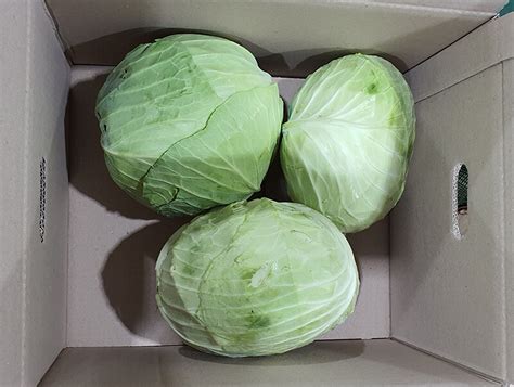 특가판매 유기농 양배추 4kg2 3개