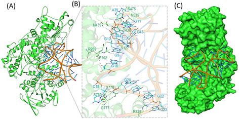 Molecular Interaction Of App Ire Mrna With Irp1 A Cartoon Diagram Of