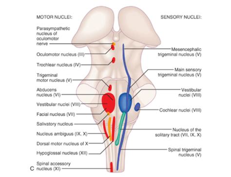 Brainstem And Spinal Cord Flashcards Quizlet
