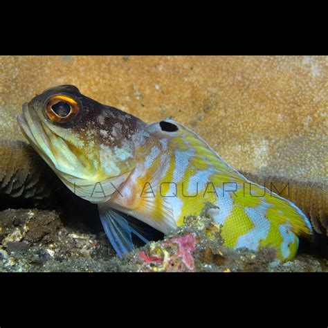 Jawfish For Sale Laxaquarium