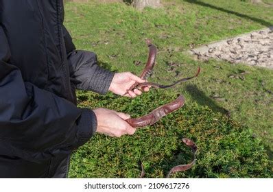 Tree Seed Pods Images Stock Photos Vectors Shutterstock