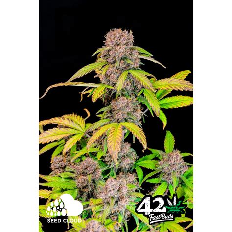 Lemon Cherry Cookies Auto Seed Cloud