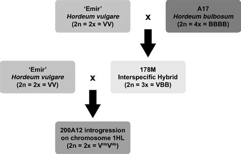 Crossing Plan Showing The Development Of The Introgression Line Il Download Scientific