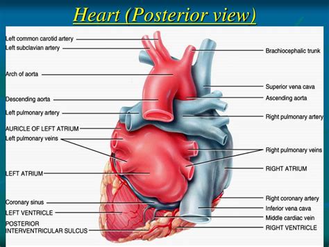 Ppt Pericardium And External Features Of Heart Powerpoint