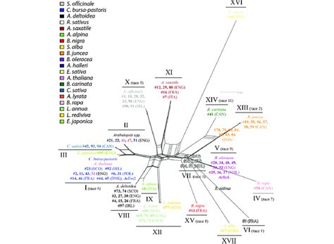 neighbour net network built using splitstree v 4 11 3 and based on the