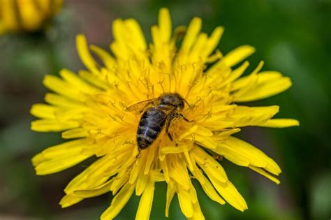 Premium Photo Bee And Dandelion