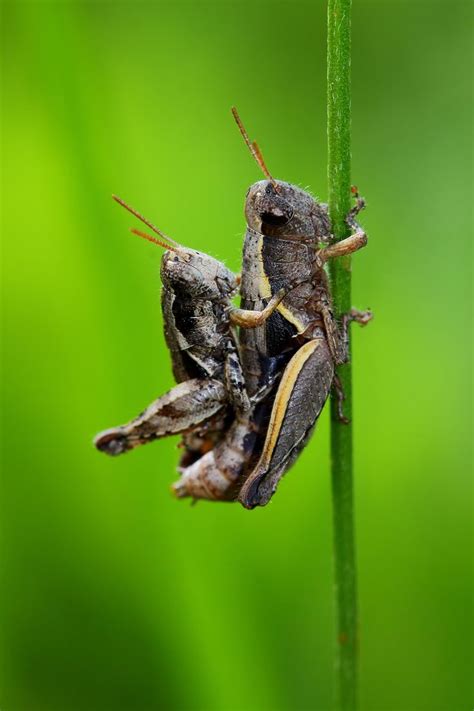Grasshopper Null