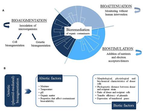 Bioremediation Diagram
