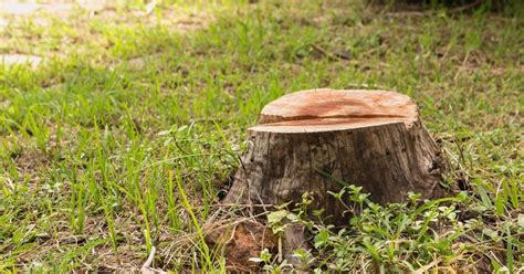 How To Safely Remove A Rotting Tree Stump From Your Property