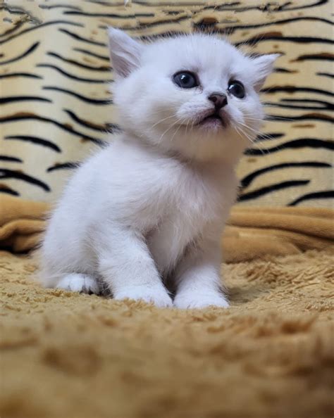 Серебристая шиншилла