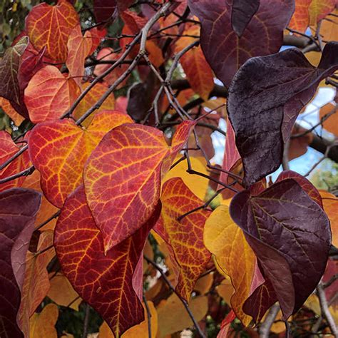Cercis Canadensis Ruby Falls The Grange Garden Centre