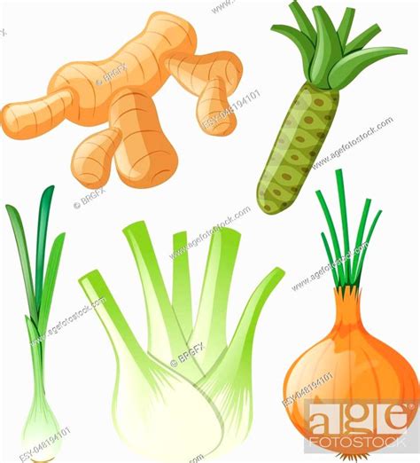Different Types Of Root Vegetables On White Illustration Stock Vector Vector And Low Budget