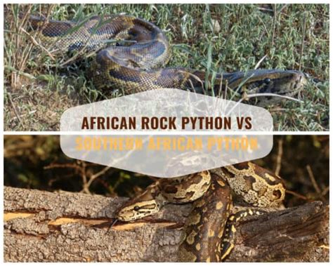 African Rock Python Facts About The Largest Snake In Africa African Rock Python Facts About The Largest Snake In Africa