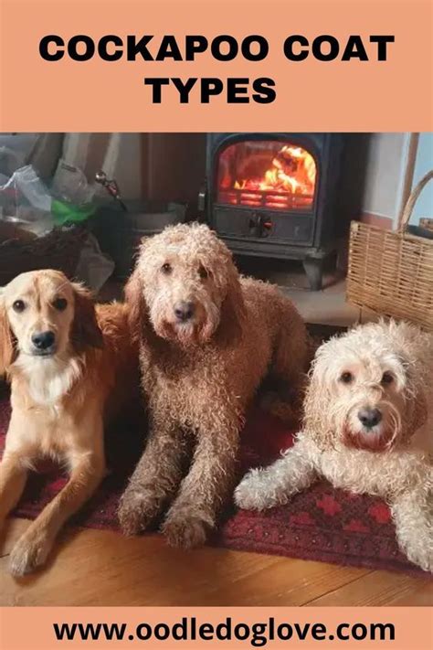 Best 13 Cockapoo Coat Types And How To Care For Them Artofit