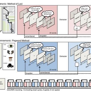Memory Encoding Paradigm A B Participants Were Trained To Use Two Download Scientific