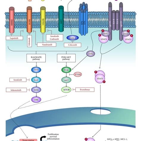 Treatment Algorithm For Intrahepatic Cholangiocarcinoma Download