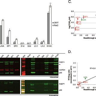 MuLV Genomic RNA And Secondary Structure Of The Readthrough Sig Download Scientific Diagram
