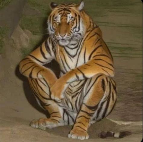 Tiger Sitting Meme Cat Memes Funny Animals Animal Memes