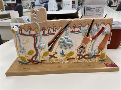 Integumentary Model Diagram Quizlet