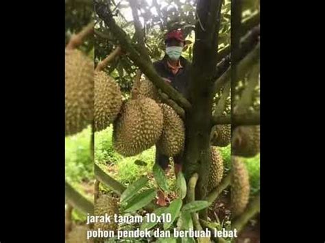 jarak ideal pohon durian 10x10, pohon pendek dan berbuah lebat #shorts ...