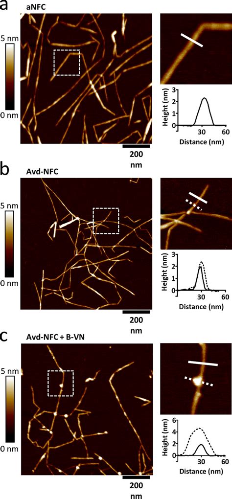 Topography Of Functionalized Nanocellulose Fibers Afm Analysis Of Download Scientific Diagram