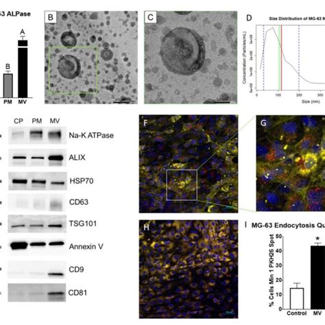 Matrix Vesicles Display Extracellular Vesicle Characteristics And