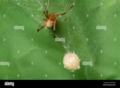 Brown Recluse Spider Eggs