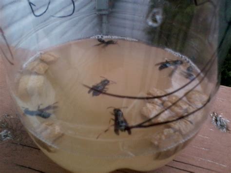 How To Turn A 2 Liter Pop Bottle Into Your Own Killer Wasp And Hornet