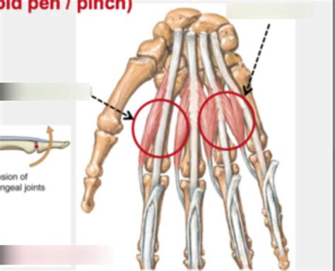 Lumbricals Diagram Quizlet