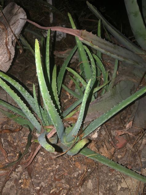 Aloe Vera Medicine Plant Approx 10 12 Tall Fully Rooted Etsy